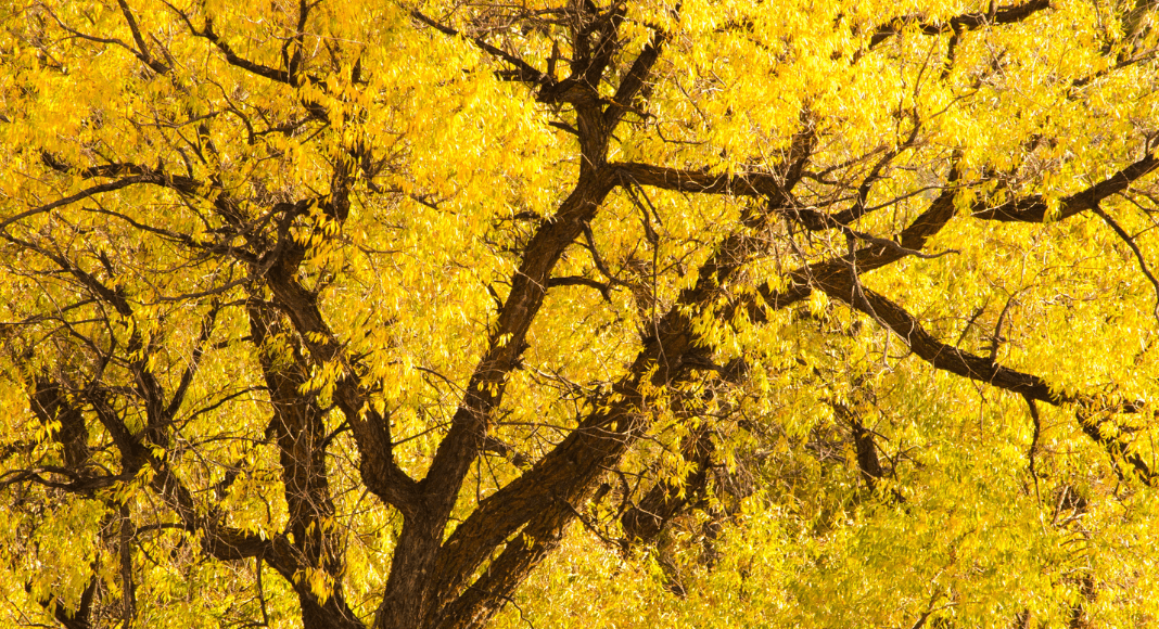 Ultimate Guide to Fall in the Albuquerque Area